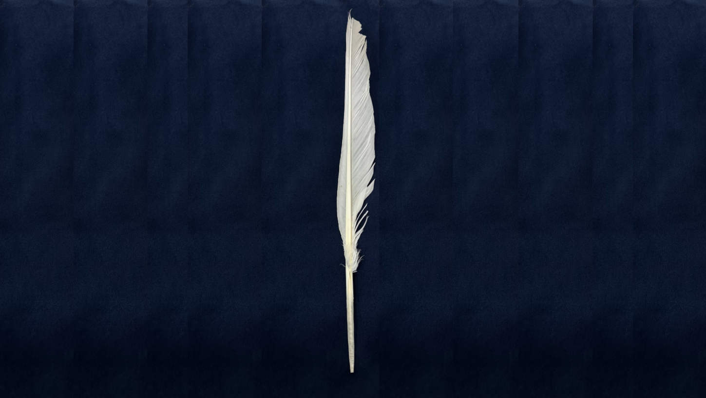 Kulmus Feather, Pack of 10 | Royal Judaica